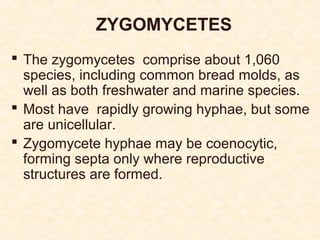 Zygomycotina | PPT | Gardening | Home & Garden