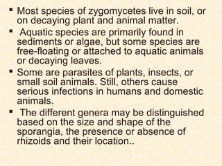 Zygomycotina | PPT | Gardening | Home & Garden
