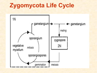 Phylum Zygomycota Life Cycle