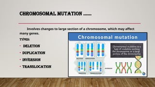 Mutation and its types in planys PBG.pptx