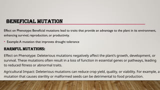 Mutation and its types in planys PBG.pptx