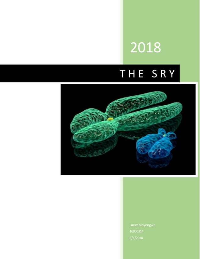 THE SRY gene and protein | PDF | Reproductive Health | Diseases and ...