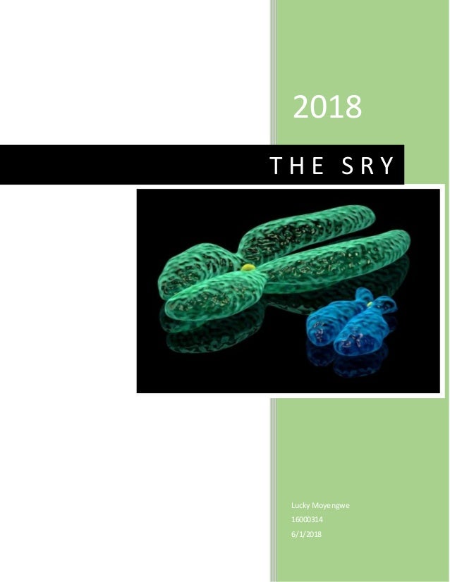 THE SRY gene and protein