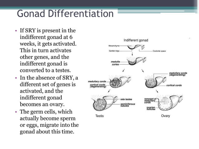 Sex Differentiation Tdf Ppt
