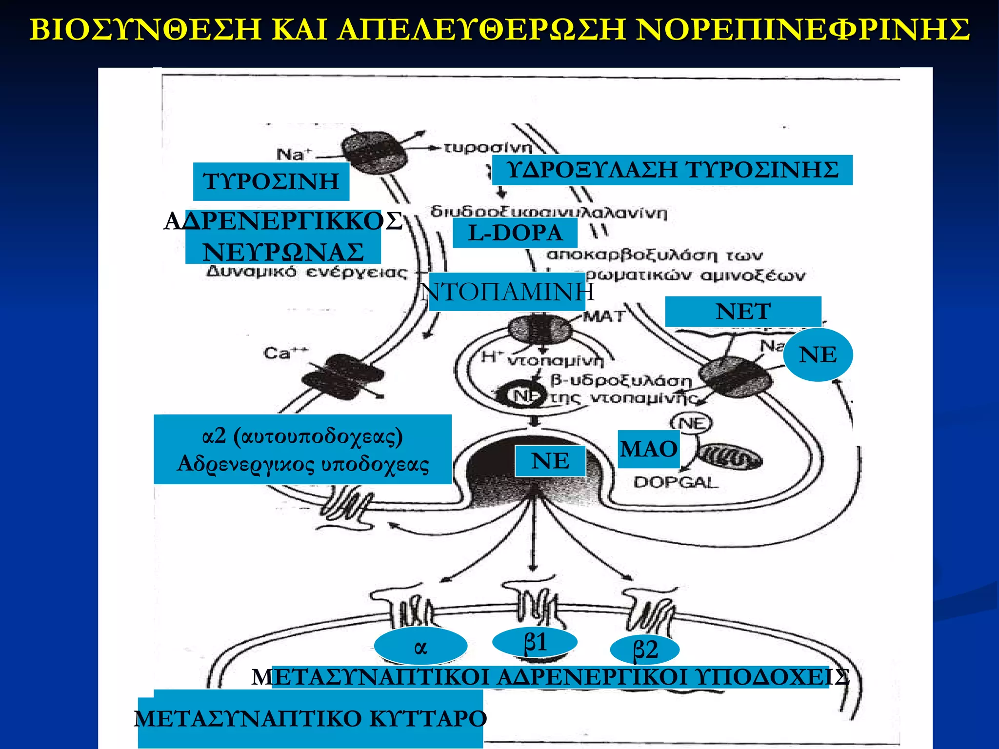 CARDIO DRUGS | PPT