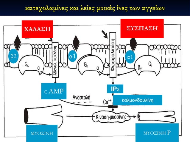 CARDIO DRUGS | PPT