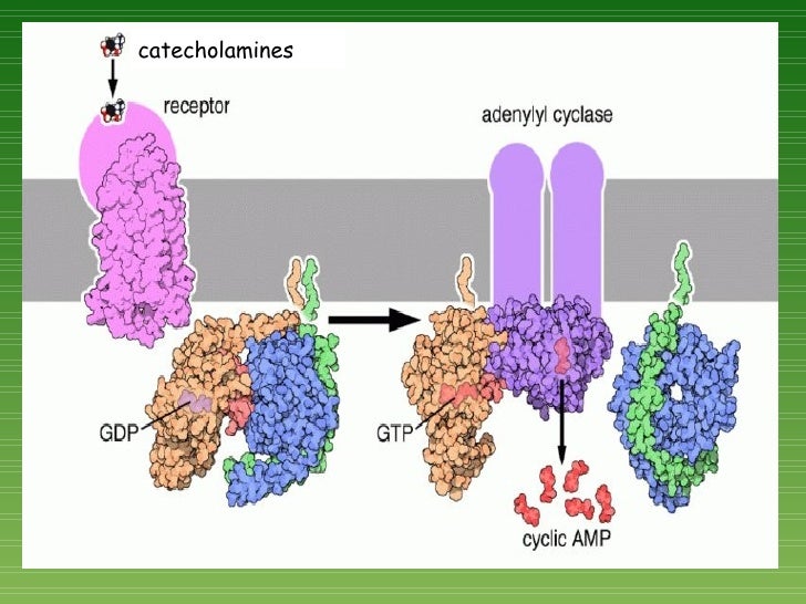 CATECHOLAMINES GREEK