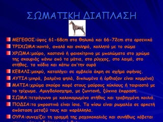 Doberman | PPT