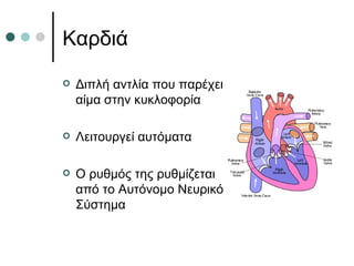 μεταβλητότητα καρδιακού ρυθμού | PPT