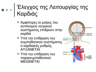 μεταβλητότητα καρδιακού ρυθμού | PPT