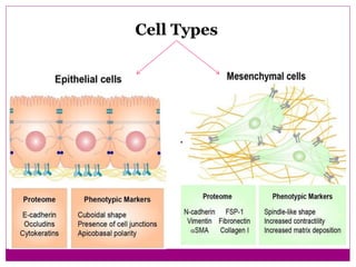 Metastatic cascade and Epithelial Mesenchymal Transition | PPTX