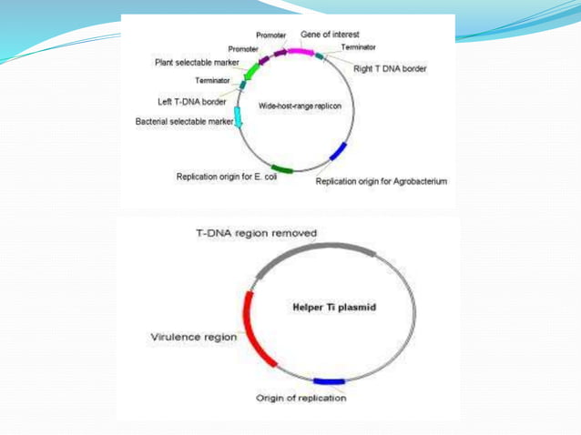 Binary Vector By Kk Sahu Sir Pptx Programming Languages Computing