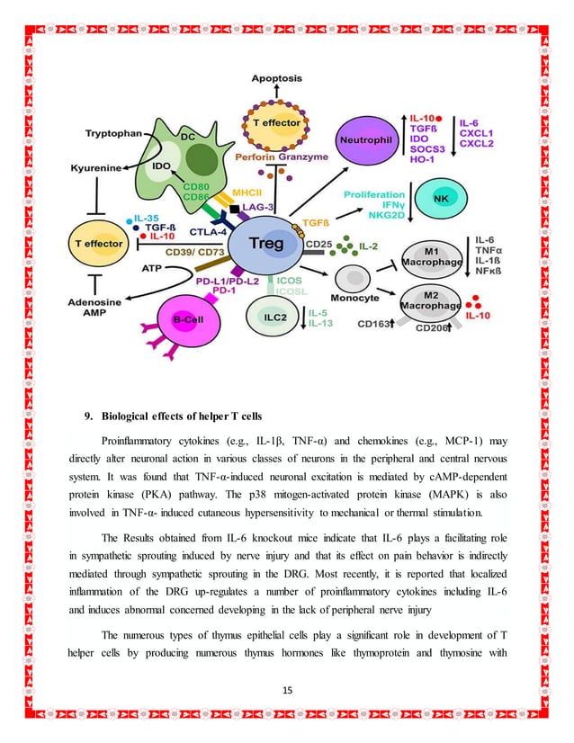 interaction of T cells and cytokines of T cell | DOCX | Infectious Diseases | Diseases and ...
