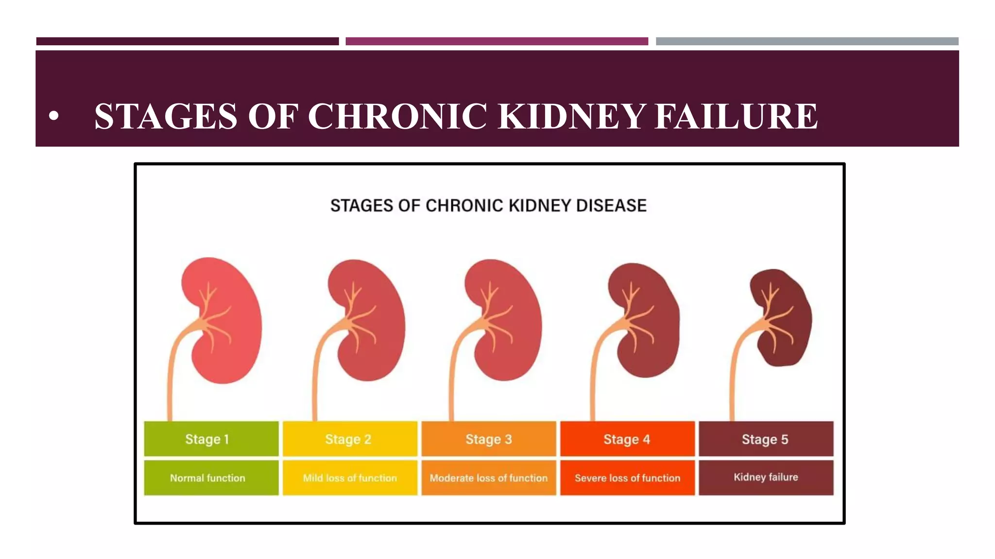 Kidney Diseases | PDF | Lung and Respiratory Health | Diseases and ...