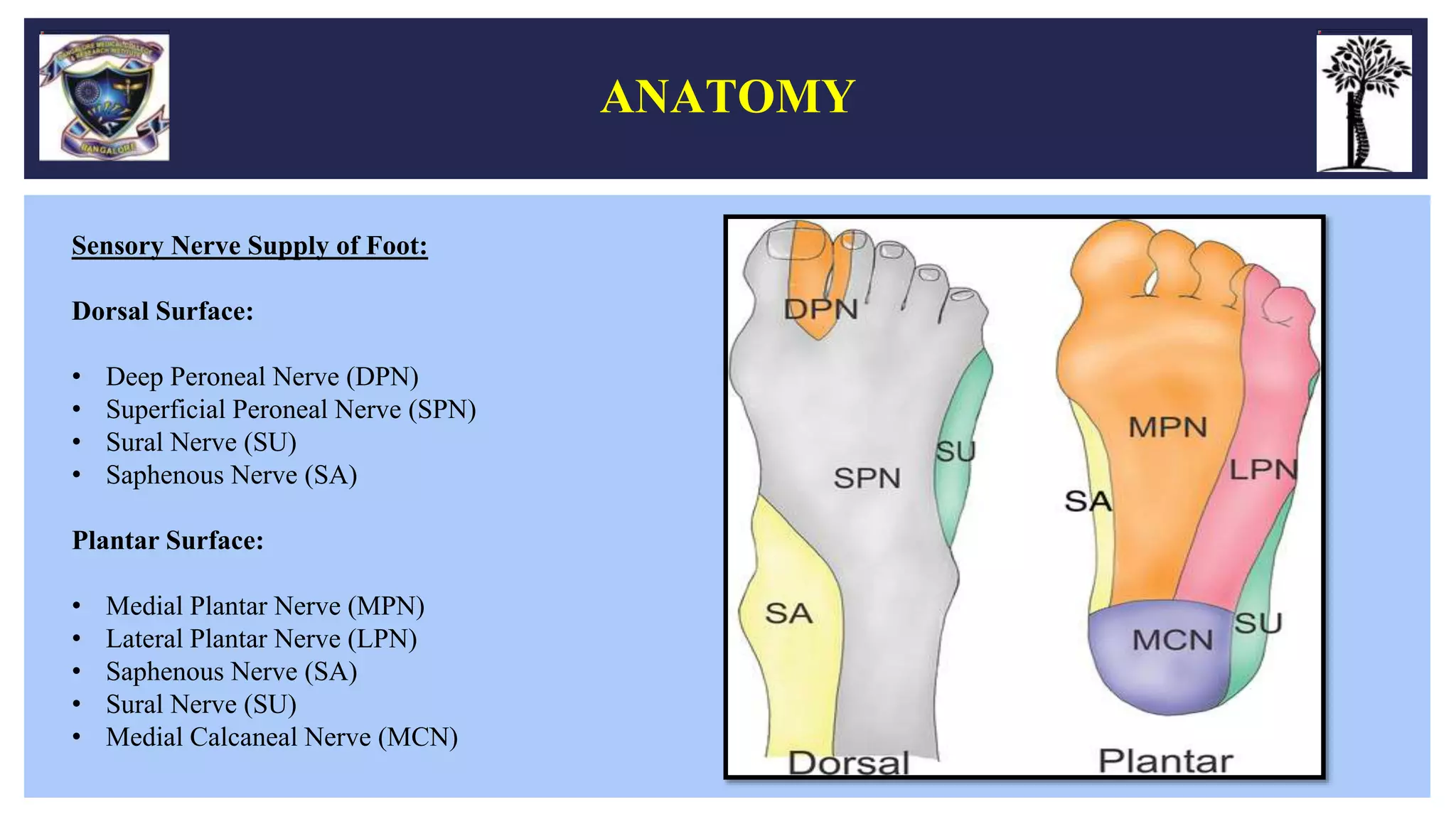 Fractures and Dislocations of Foot - Dr Sunkappa SR | PPTX