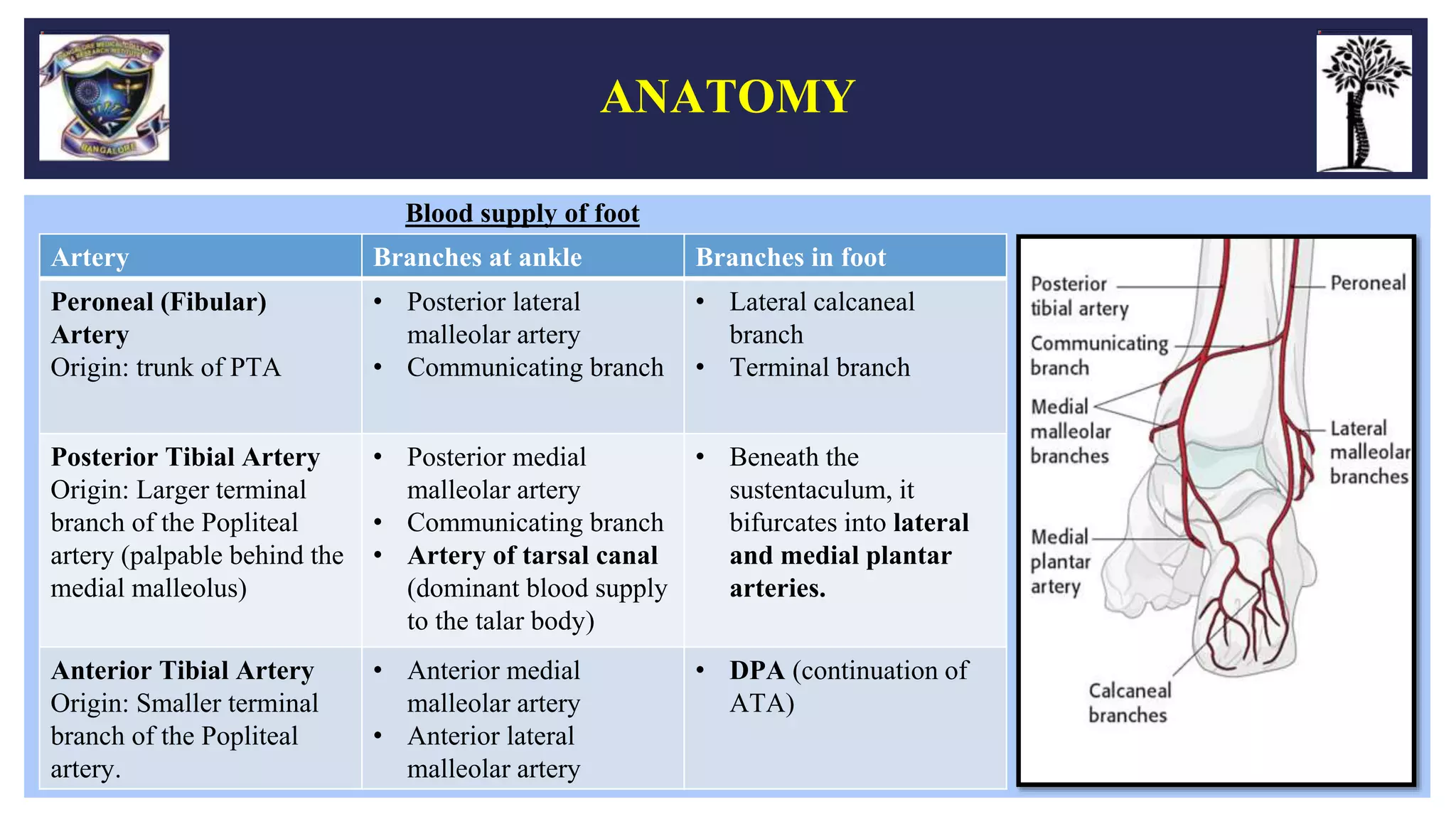 Fractures and Dislocations of Foot - Dr Sunkappa SR | PPTX