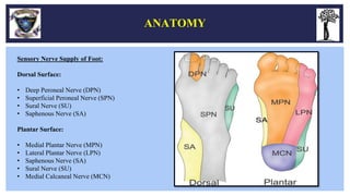 Fractures and Dislocations of Foot - Dr Sunkappa SR | PPT