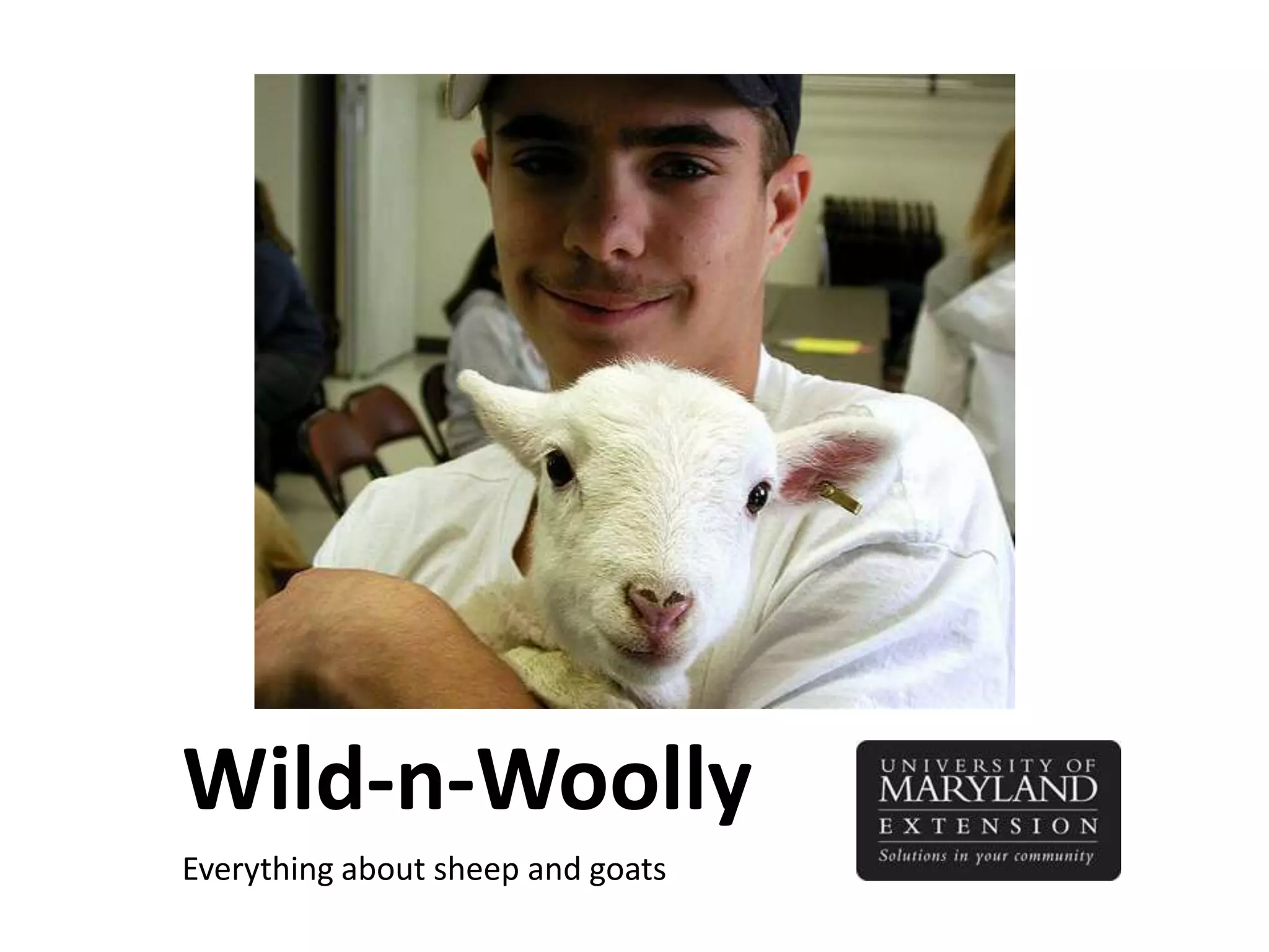 All about sheep and goats | PPTX | Cats | Pets