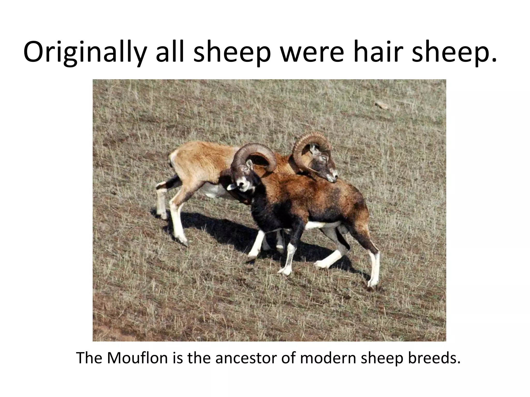 All about sheep and goats | PPTX | Cats | Pets