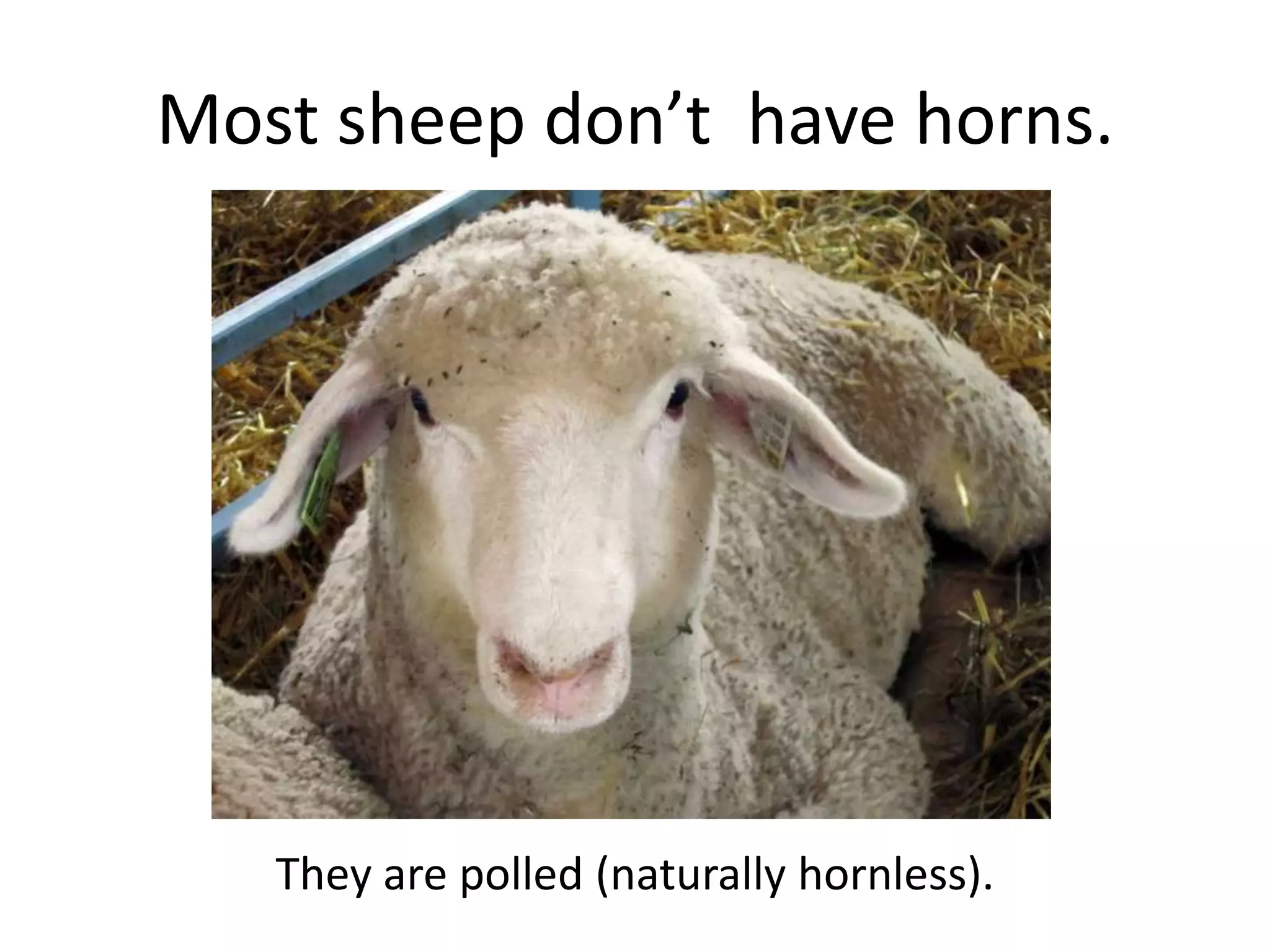 All about sheep and goats | PPTX | Cats | Pets