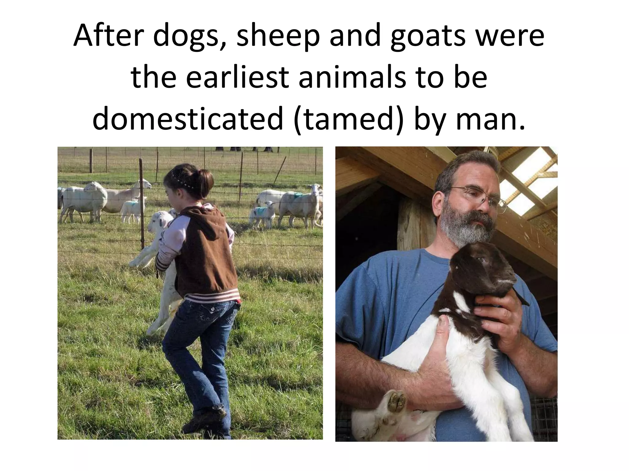 All about sheep and goats | PPTX | Cats | Pets