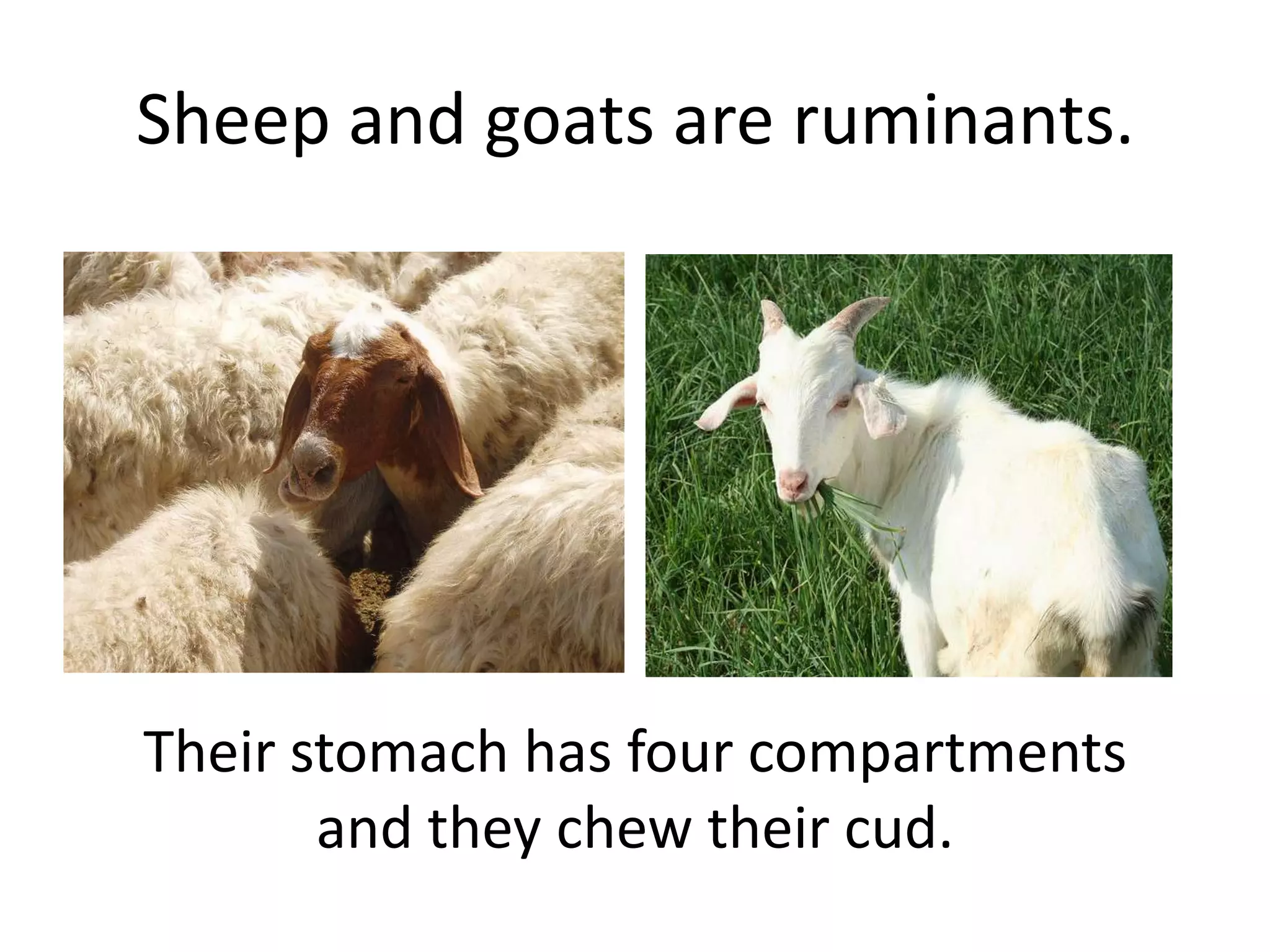All about sheep and goats | PPTX
