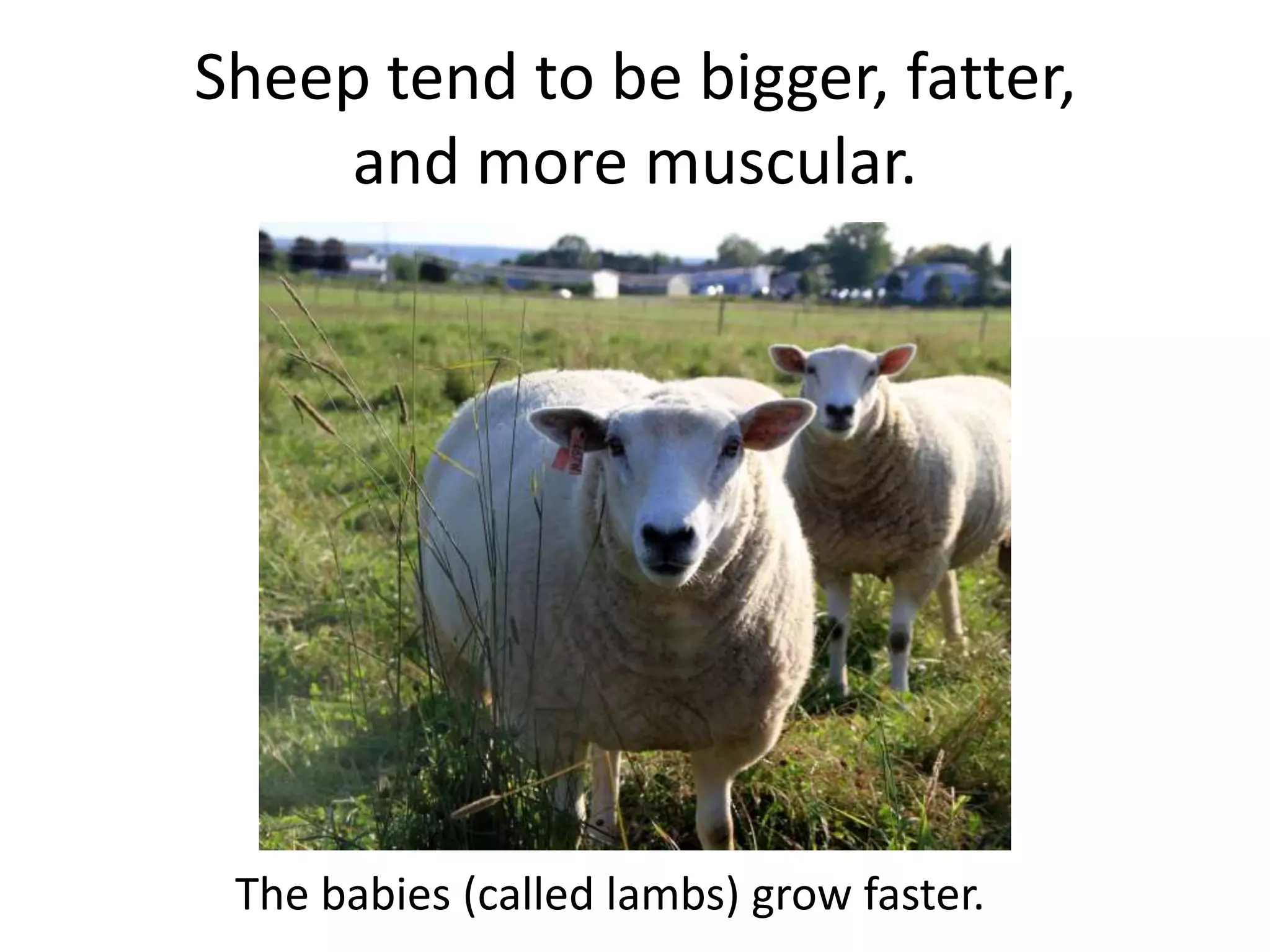 All about sheep and goats | PPTX