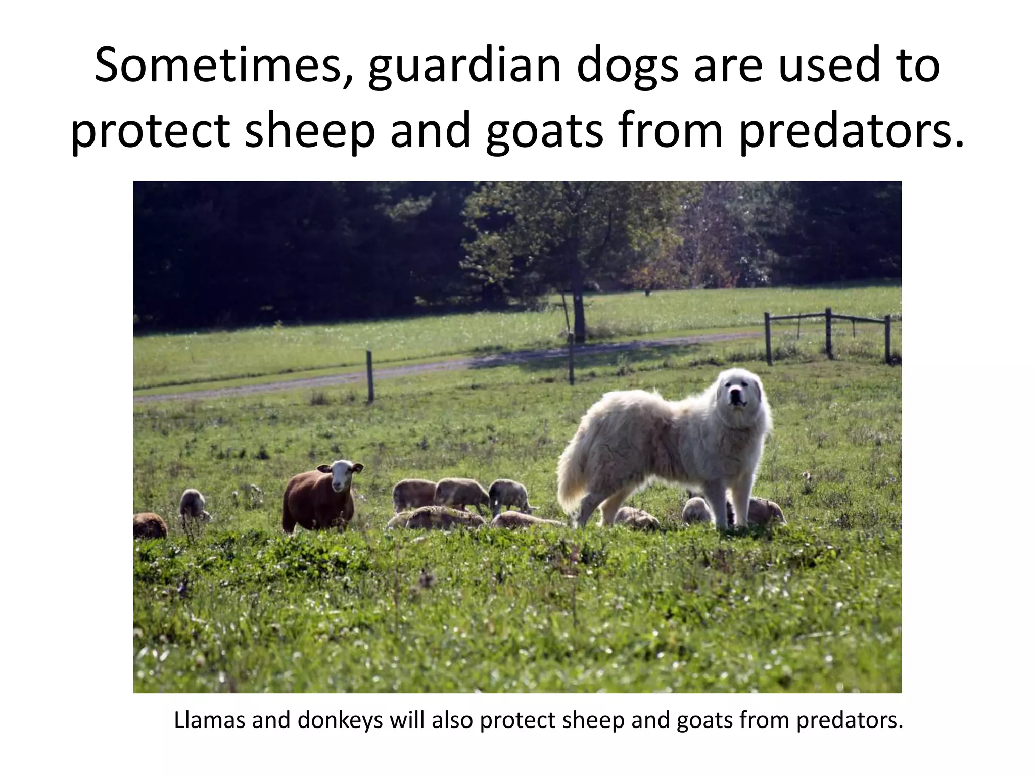 All about sheep and goats | PPTX | Cats | Pets