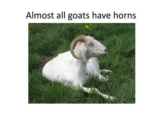 Derek Goat Meme