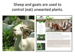 Basic Sheep And Goat Husbandry | atelier-yuwa.ciao.jp