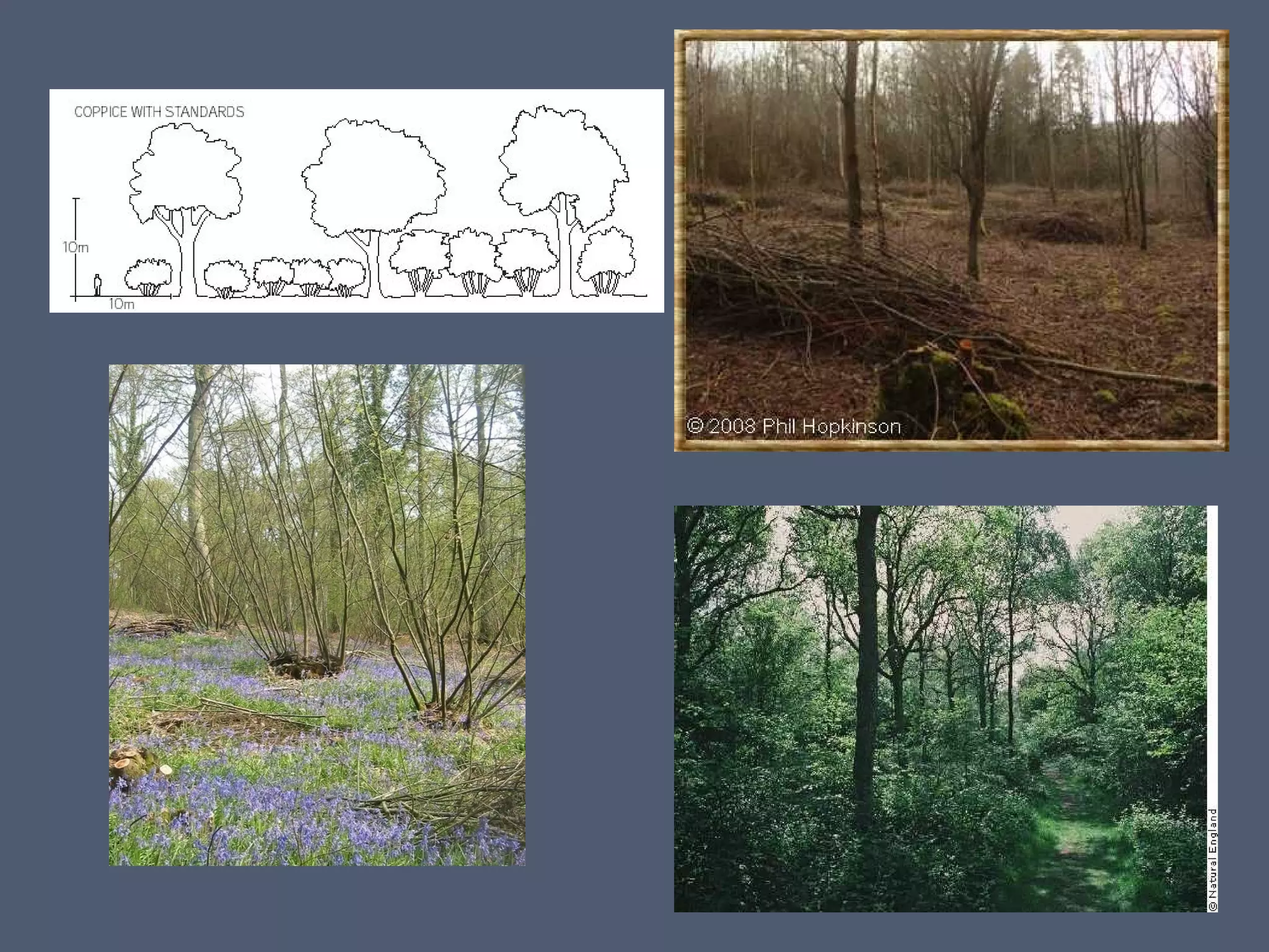 Silvicultural systems | PPT