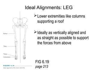 Biomechanicss........................11.ppt