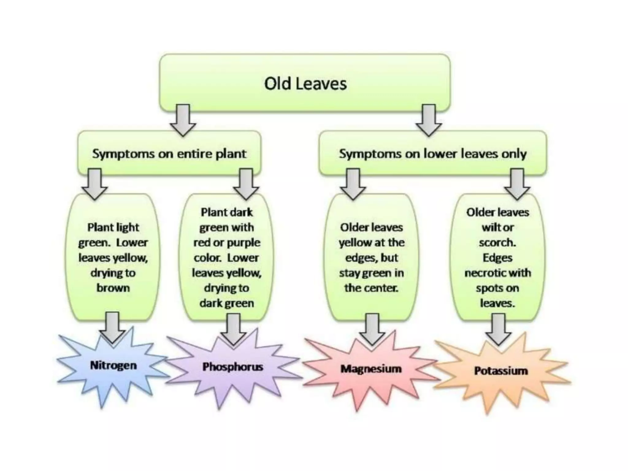SSAC 353 Lecture no 3 & 4 Arnon's criterion, role, deficiency, toxicity ...