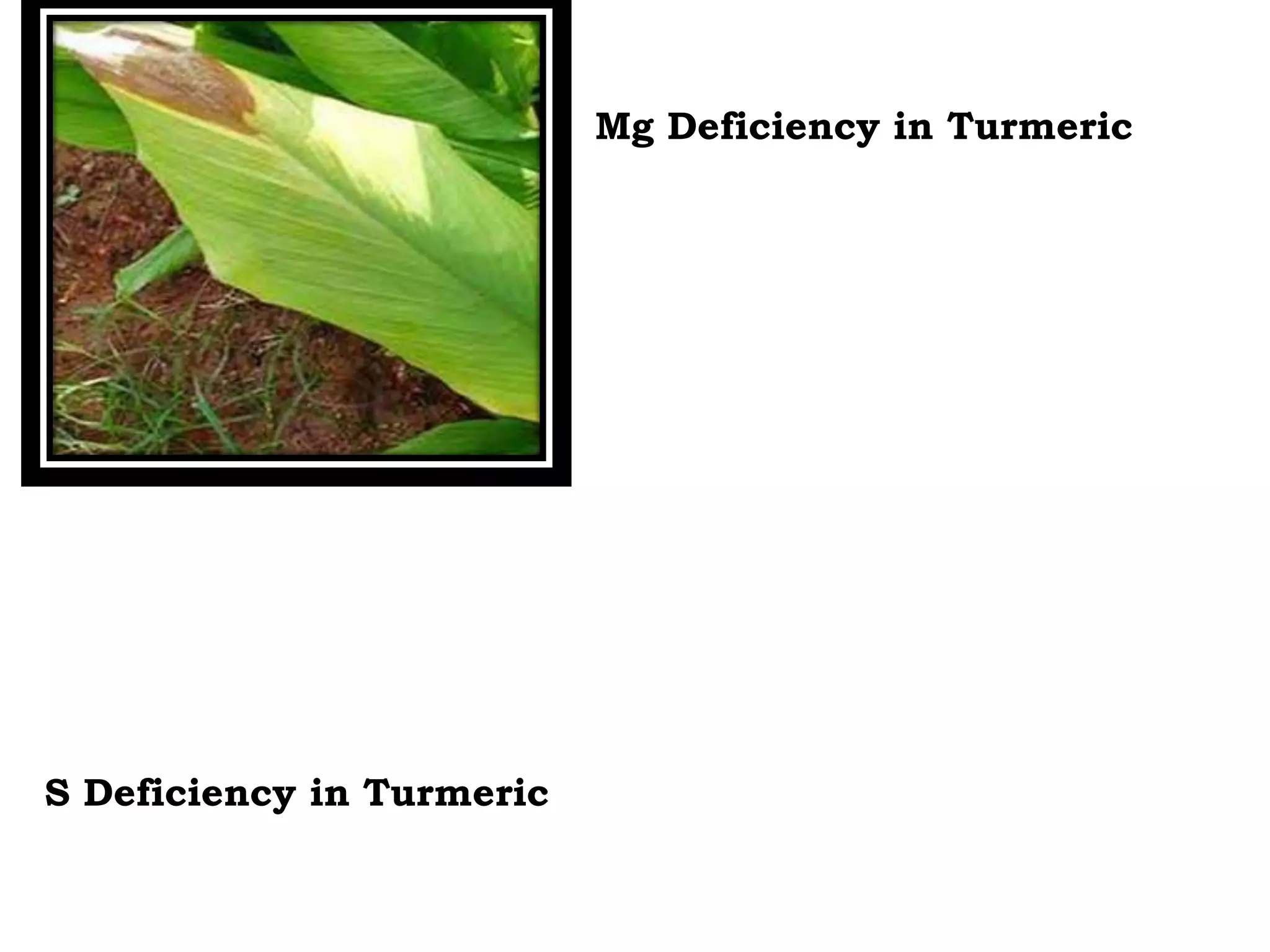 SSAC 353 Lecture no 3 & 4 Arnon's criterion, role, deficiency, toxicity ...