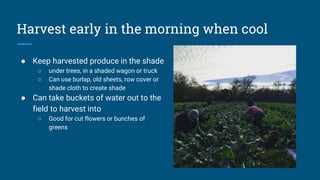 Ssawg 2019 post harvest handling | PPT