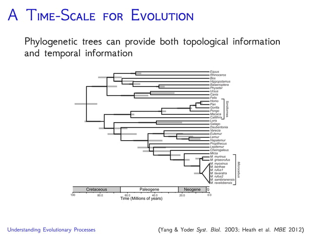 Introduction To Bayesian Divergence Time Estimation Ppt