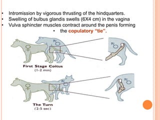 Reproductive Physiology and Breeding Management in Bitch | PPTX