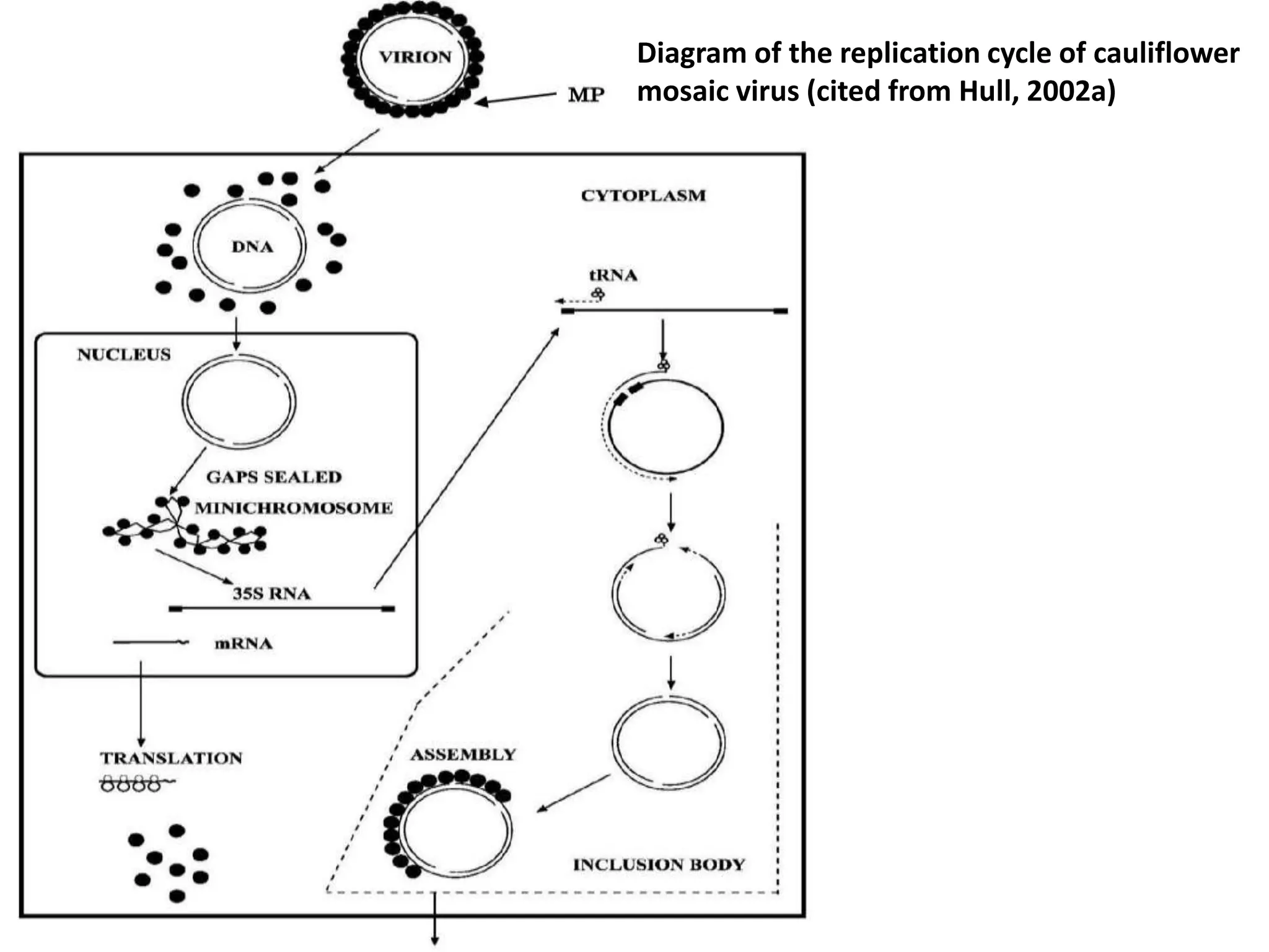 Cauliflower mosaic virus | PPTX