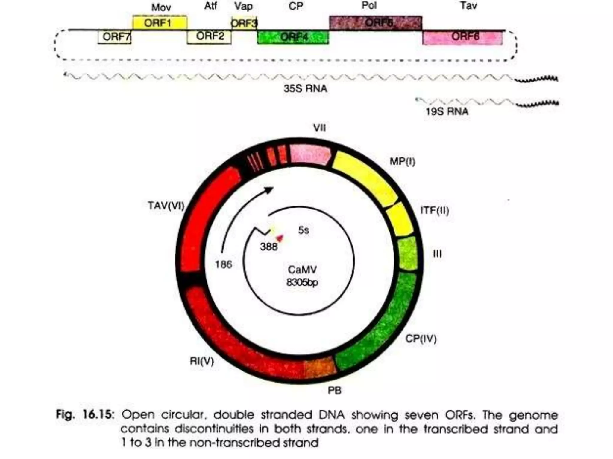 Cauliflower mosaic virus | PPTX