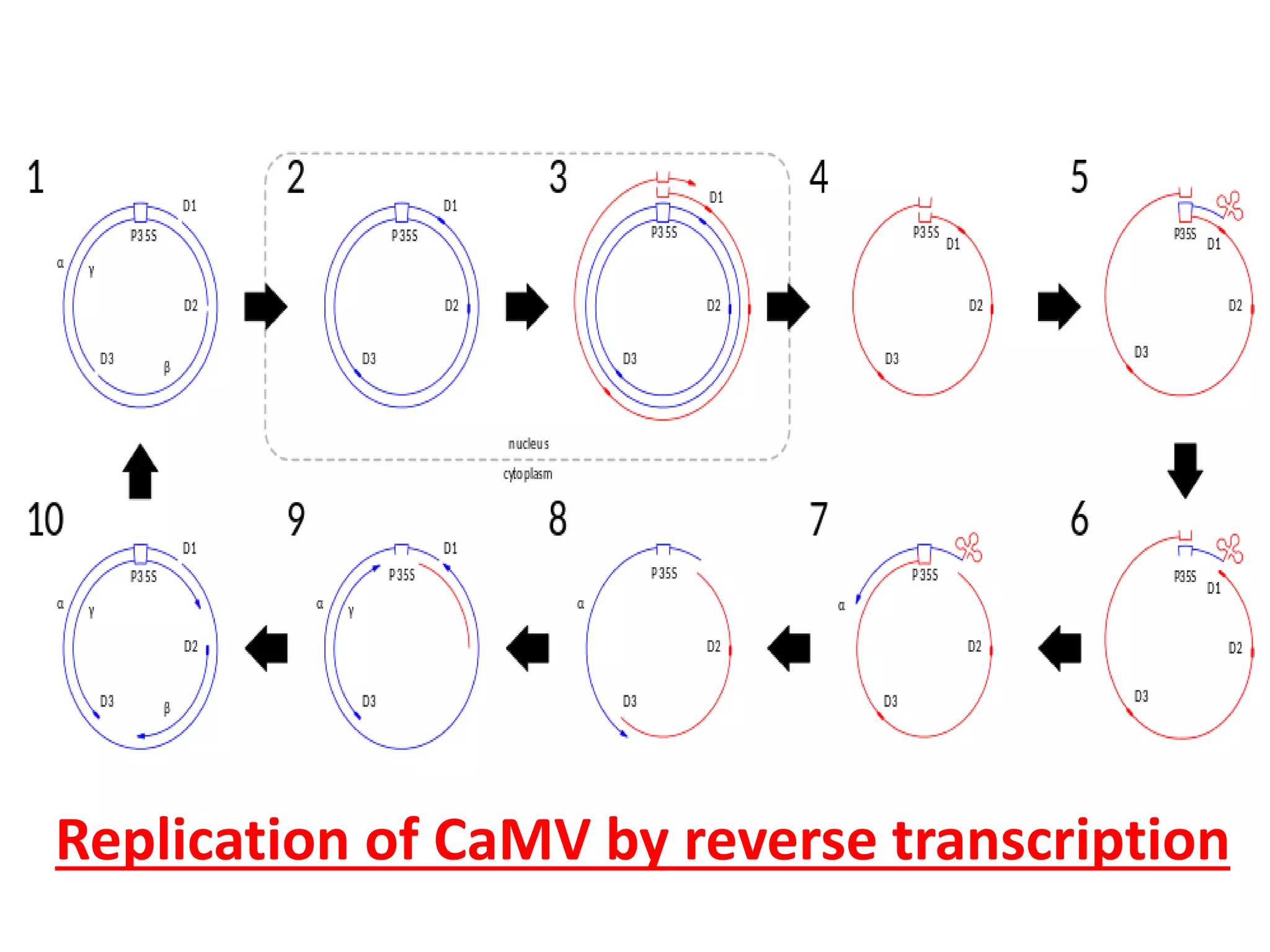 Cauliflower mosaic virus | PPTX