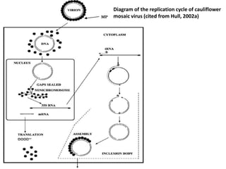Cauliflower mosaic virus | PPTX