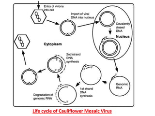 Cauliflower mosaic virus | PPT