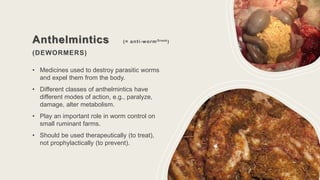 Beyond antibiotics: minimizing drug use in small ruminants | PPT