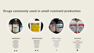 Beyond antibiotics: minimizing drug use in small ruminants | PPT