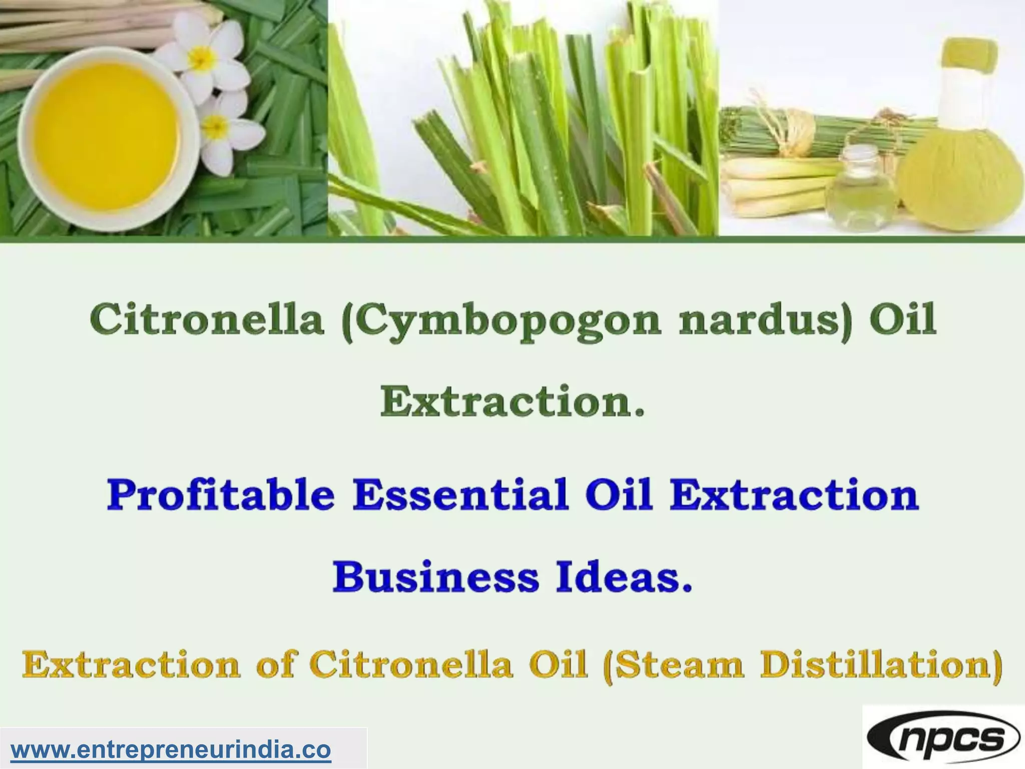 Citronella (Cymbopogon nardus) Oil Extraction | PPTX