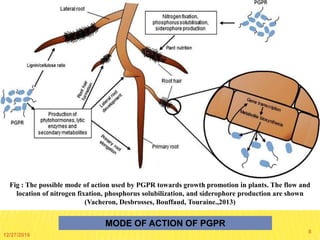 PGPR & its importance in agriculture | PPTX