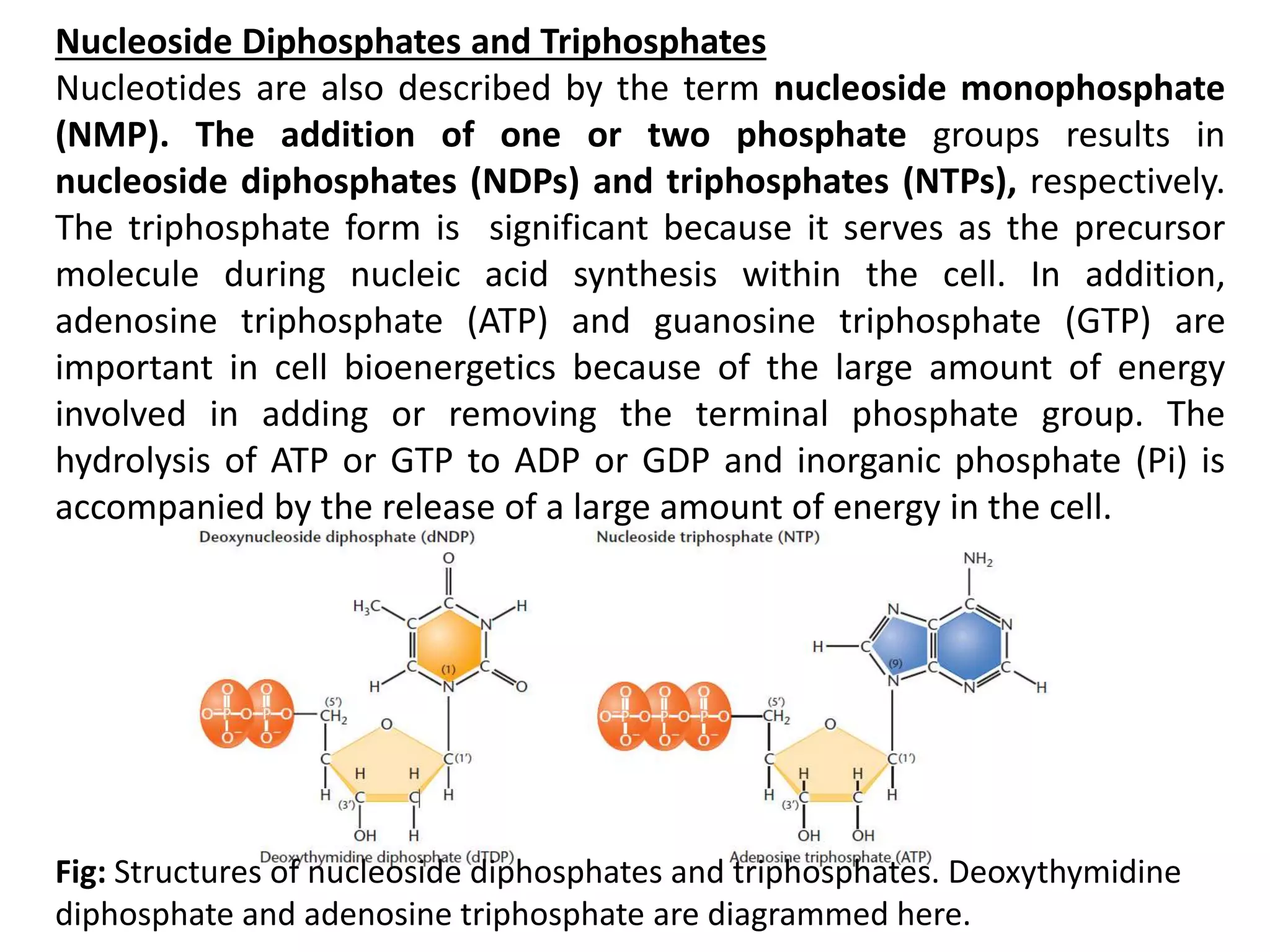 Molecular basis of life: Structures and function of DNA and RNA | PPTX