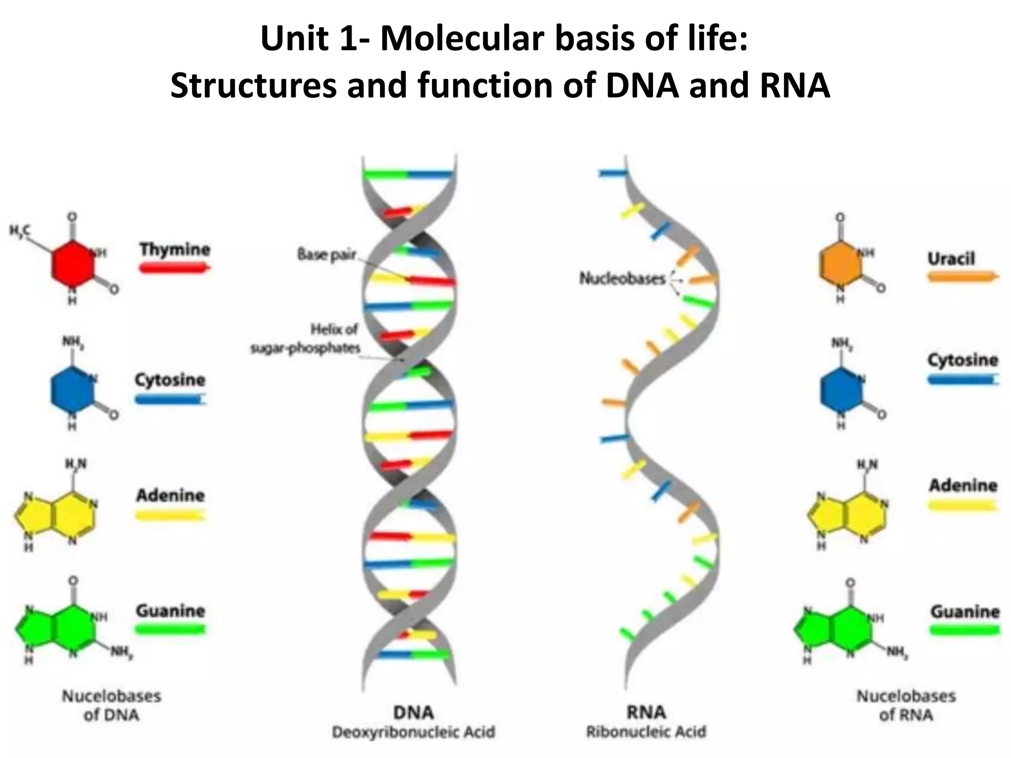 Molecular basis of life: Structures and function of DNA and RNA | PPTX