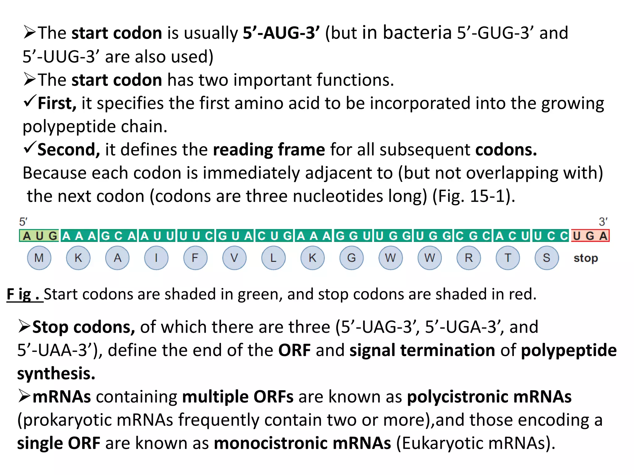 Molecular basis of life: Structures and function of DNA and RNA | PPTX
