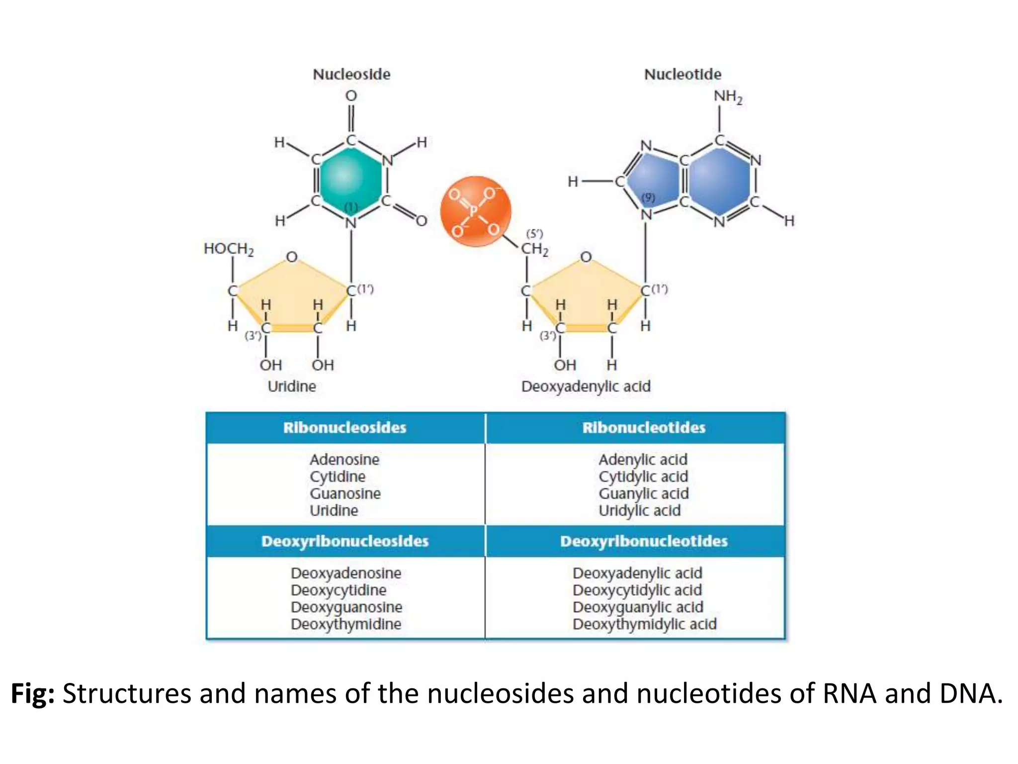 Molecular basis of life: Structures and function of DNA and RNA | PPTX
